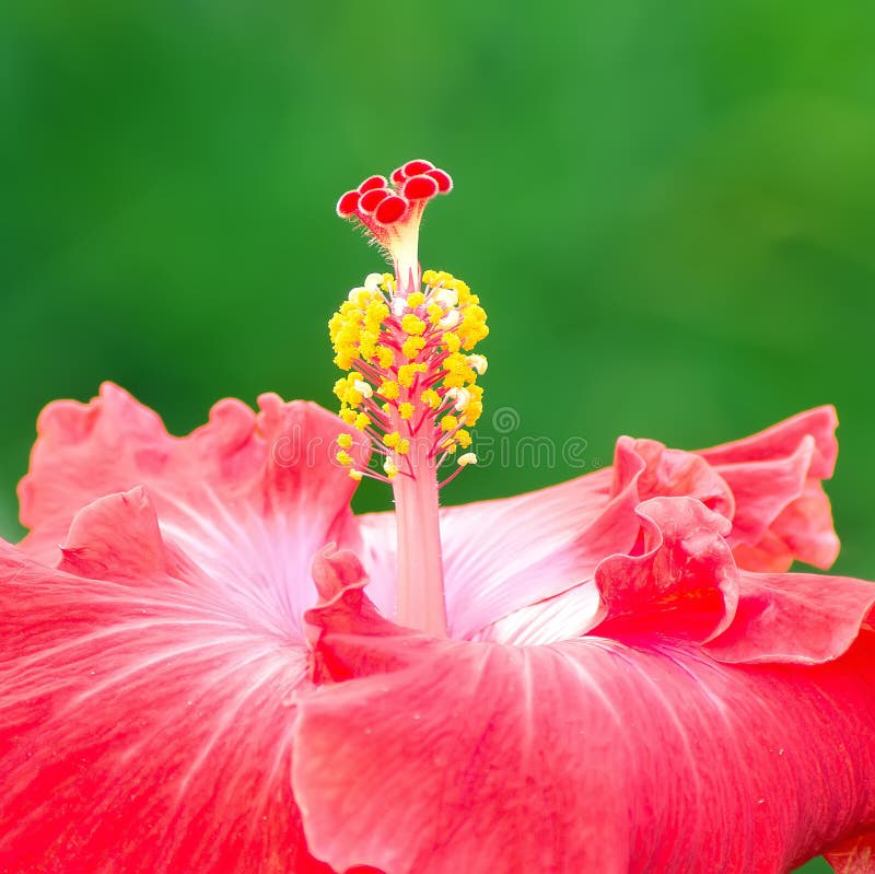 China Rose in Full Glory in Spring Stock Image - Image of flower ...