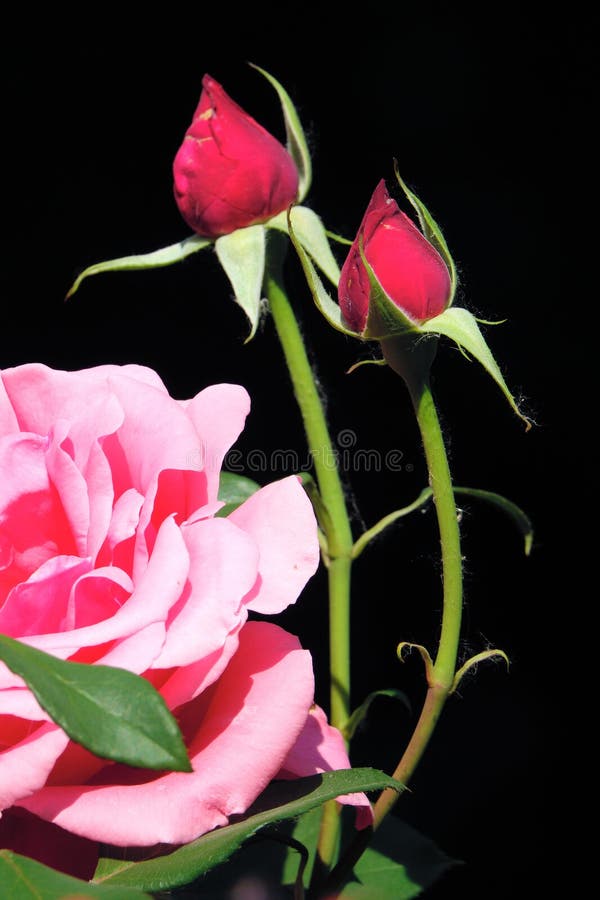 China rose stock image. Image of petal, china, plant - 318632469
