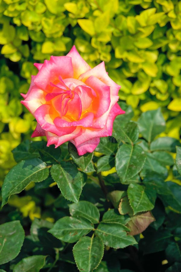 China rose stock photo. Image of rosa, leaf, chinensis - 182417158