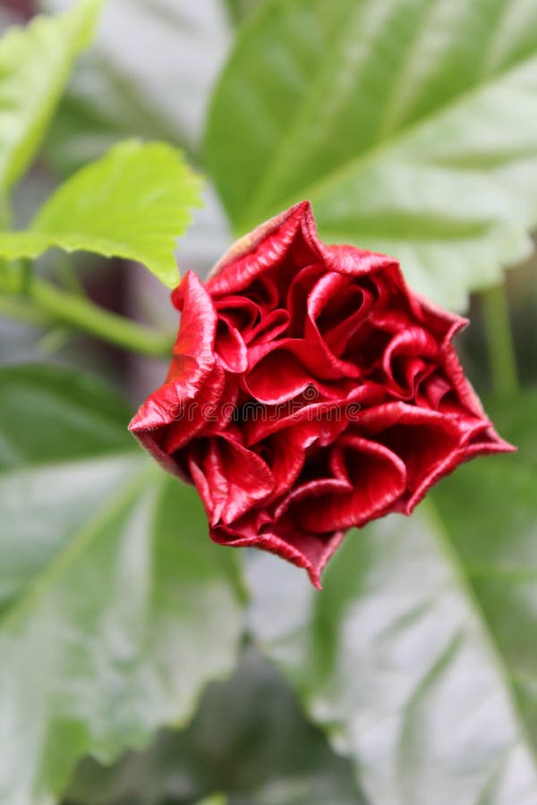 China rose stock image. Image of rose, green, natural - 77928019