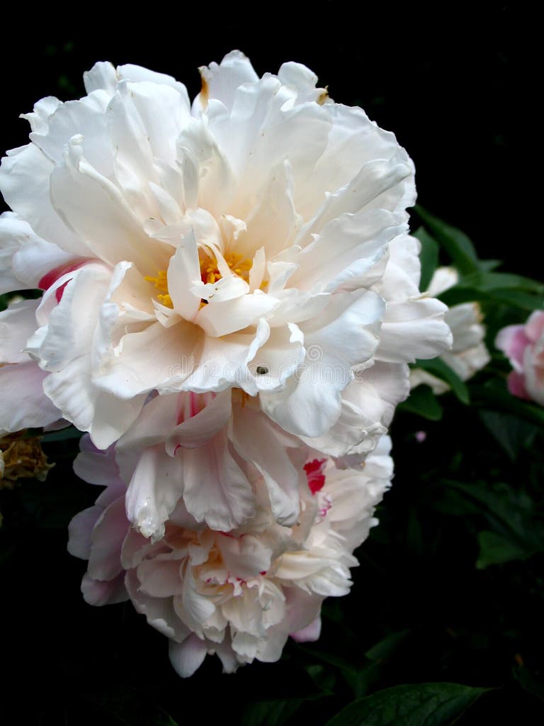 464 Mudan Reels Stock Photos - Free & Royalty-Free Stock Photos from ...