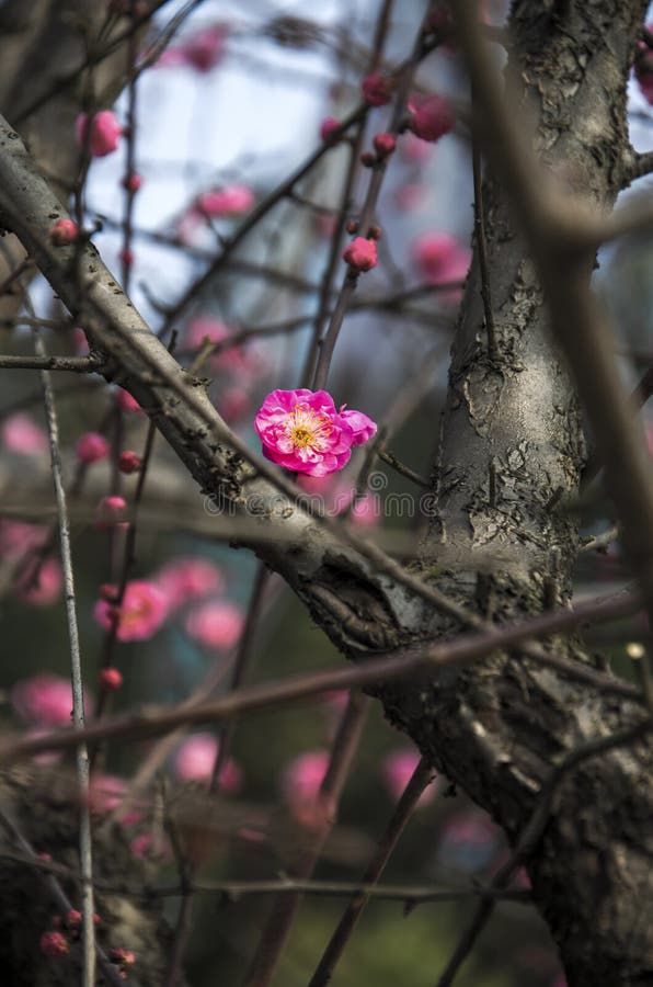 China s beautiful plum stock image. Image of flower, chinas - 77416671
