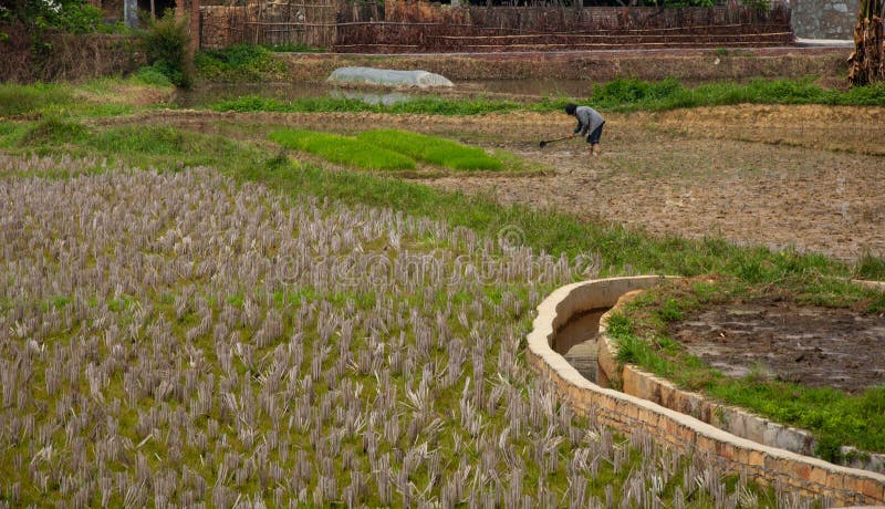 China s countryside editorial image. Image of field, food - 24211890