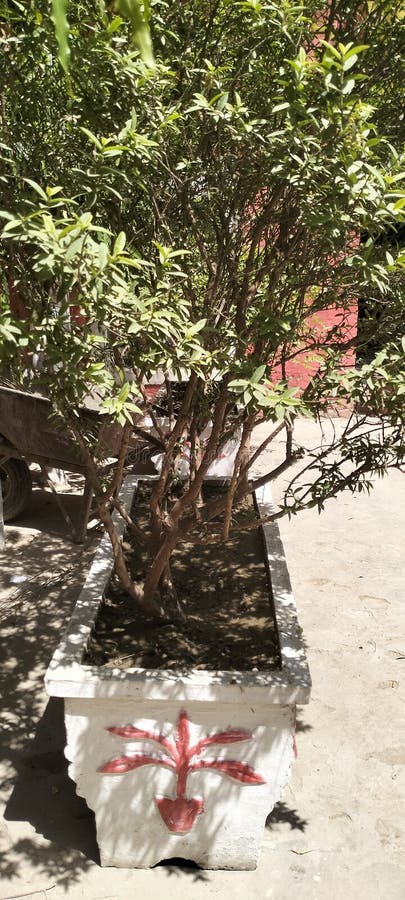 China s Guava Tree stock image. Image of attractions - 316714681