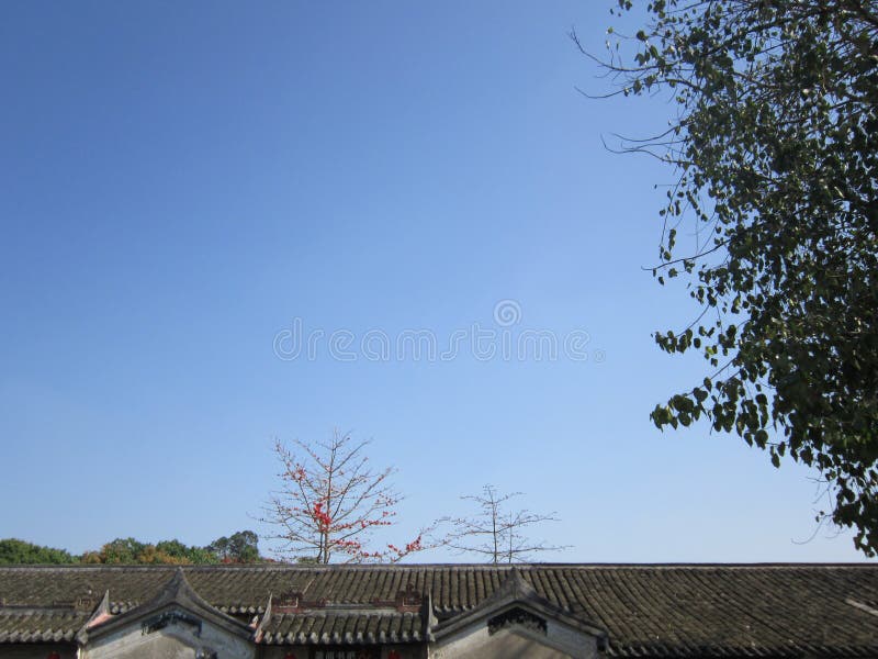 2018; China Shenzhen Plant Flowers in Spring Stock Photo - Image of ...