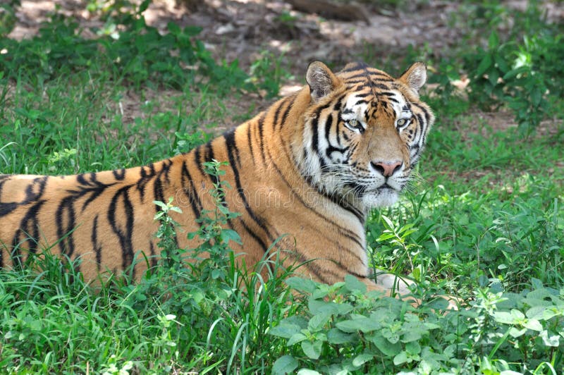 China Southern Tiger in Grass Stock Photo - Image of grass, relax: 20572974