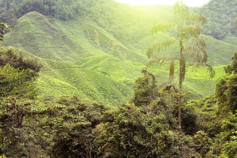 China tea plantation stock image. Image of forest, scenery - 78977631