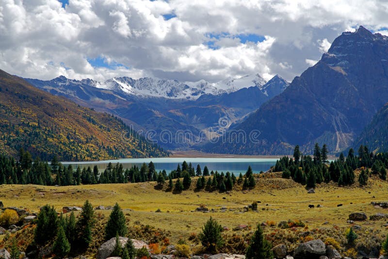 China XiZang scenery stock photo. Image of prairie, forest - 79349162