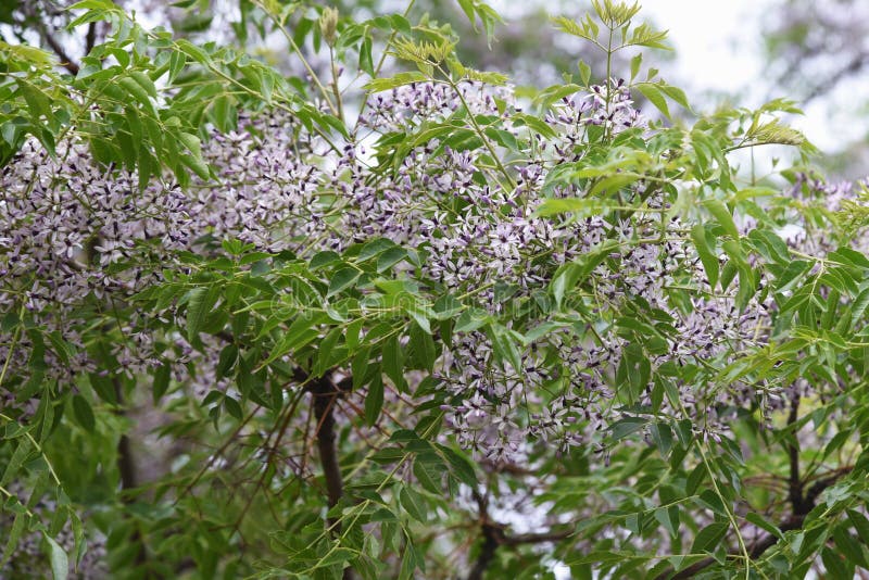Chinaberry flowers stock photo. Image of bead, japan - 183198434
