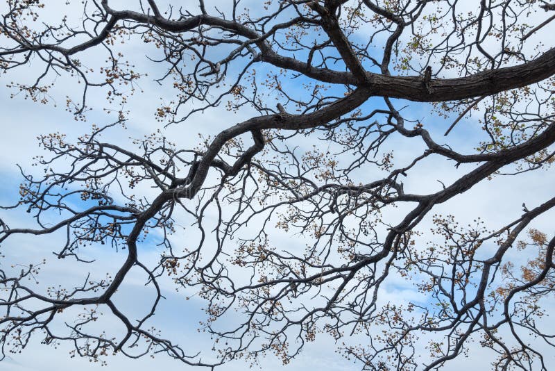 Chinaberry Tree Limbs in Spring Stock Photo - Image of drama, forest ...