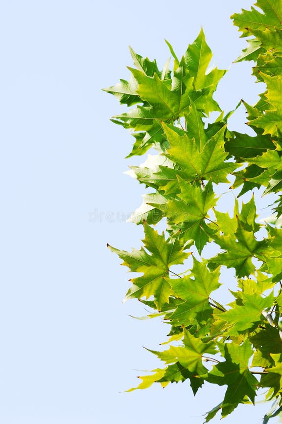 Chinar Leaf Background Stock Photos - Free & Royalty-Free Stock Photos ...