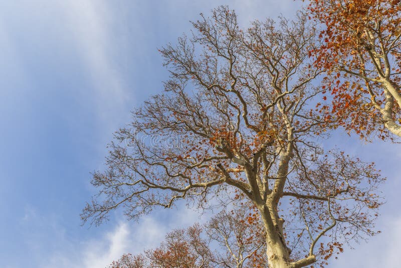 Chinar Plane Tree - a Symbol of Azerbaijan Stock Photo - Image of large ...