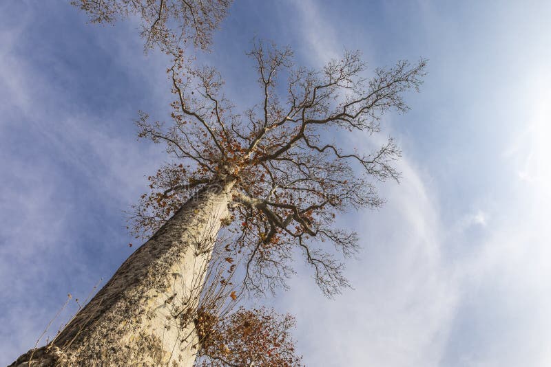 Chinar Plane Tree - a Symbol of Azerbaijan Stock Photo - Image of ...