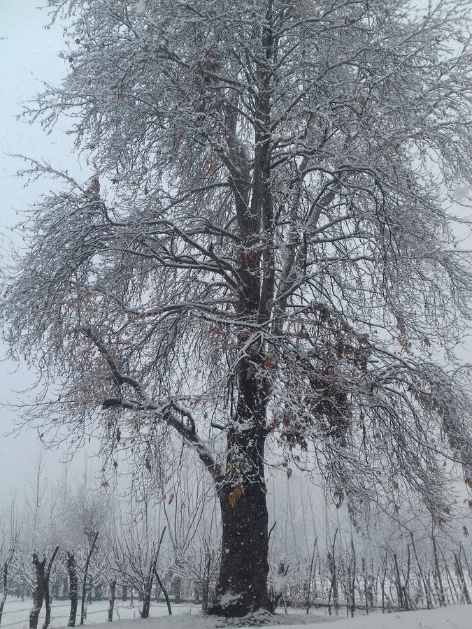 Chinar Tree in Kashmir during Snow Stock Photo - Image of bought ...