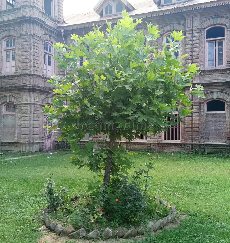 Chinar Tree Stock Photos - Free & Royalty-Free Stock Photos from Dreamstime