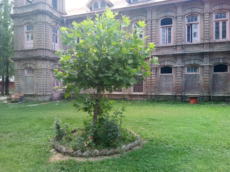 Chinar Tree - the Speaking Tree of Kashmir Stock Image - Image of tree ...
