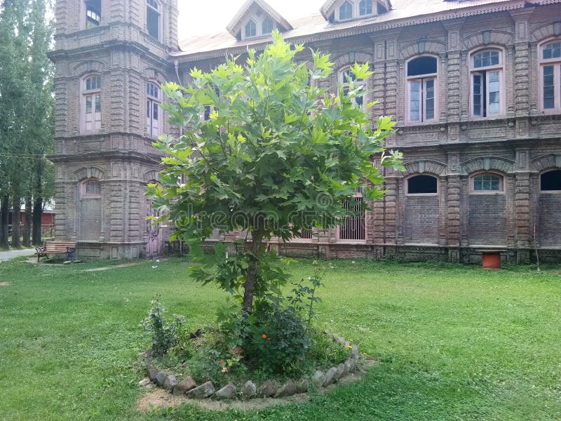 Chinar Tree - the Speaking Tree of Kashmir Stock Photo - Image of home ...