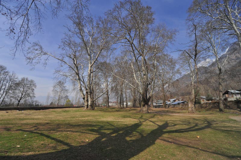 Chinar Trees at Shalimar Bagh Stock Photo - Image of forest, autumn ...
