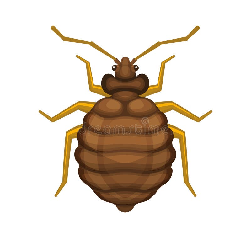 Chinche stock de ilustración. Ilustración de cubo, clip - 1898826