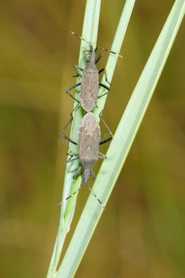 Chinche hedionda imagen de archivo. Imagen de primer - 25309093