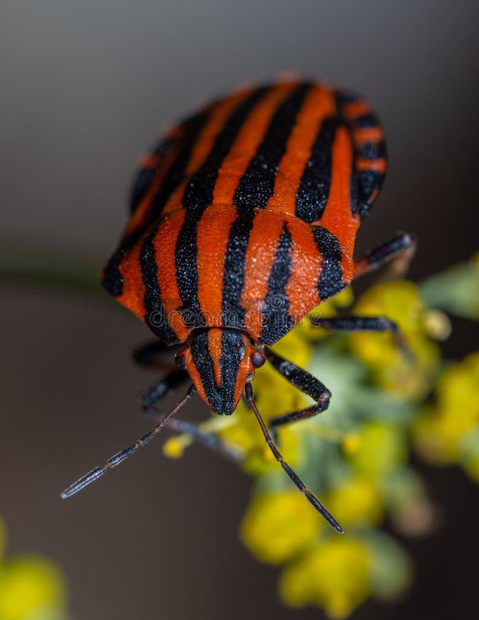 Chinche Rojo Al Borde De Una Rama Foto de archivo - Imagen de insectos ...