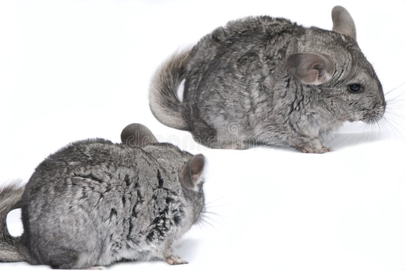 Pair of Big Chinchillas in a Wooden Cage, Pet Life Concept, Purebred ...