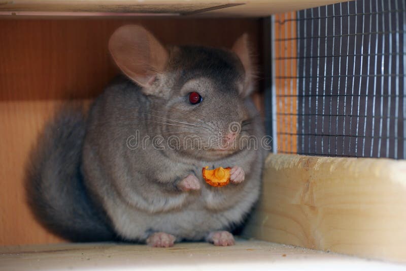 Chinchilla stock image. Image of young, mammals, hunam - 70151007