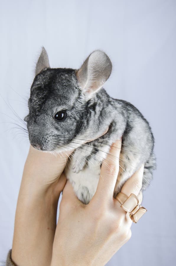 Chinchilla stock photo. Image of domestic, white, animal - 36802564