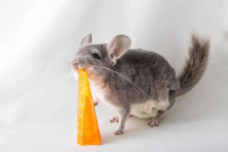 Chinchilla eating popsicle stock photo. Image of animal - 42423678