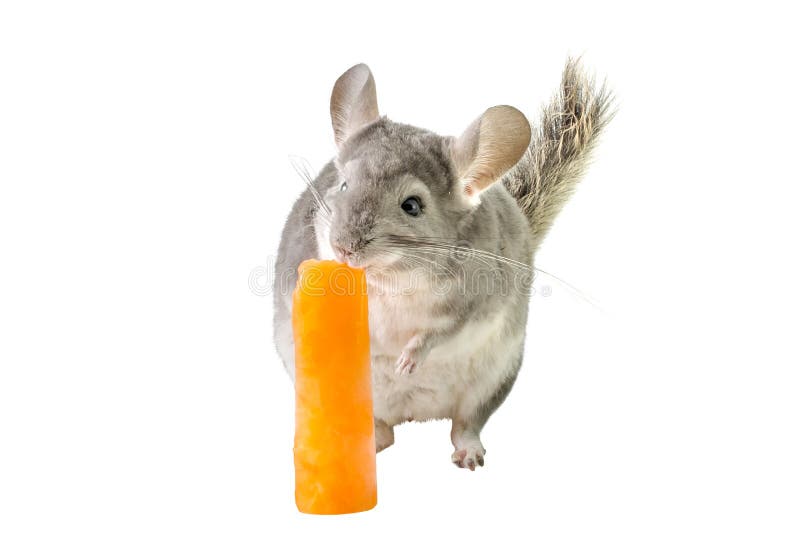 Chinchilla Eating Lollipop on Watermelon Stock Image - Image of long ...