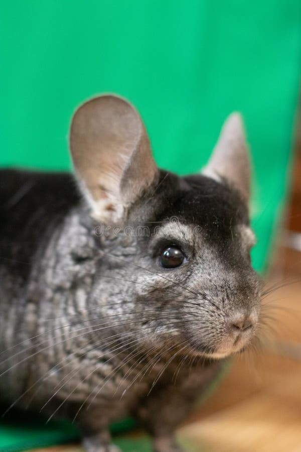 Chinchilla Face and Close Up Stock Image - Image of studio, life: 213351407