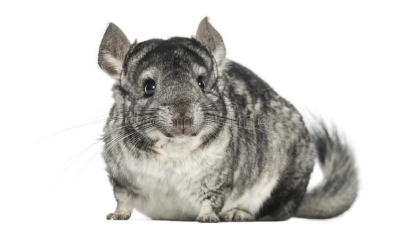 Chinchilla Facing, Isolated Stock Photo - Image of mammal, people ...