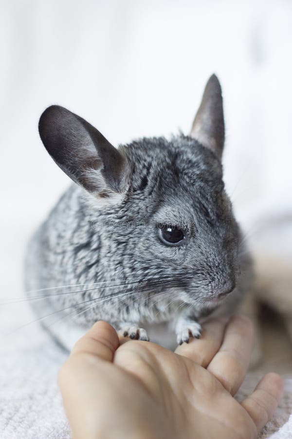 Chinchilla on a hand stock image. Image of hand, fluffy - 57667939