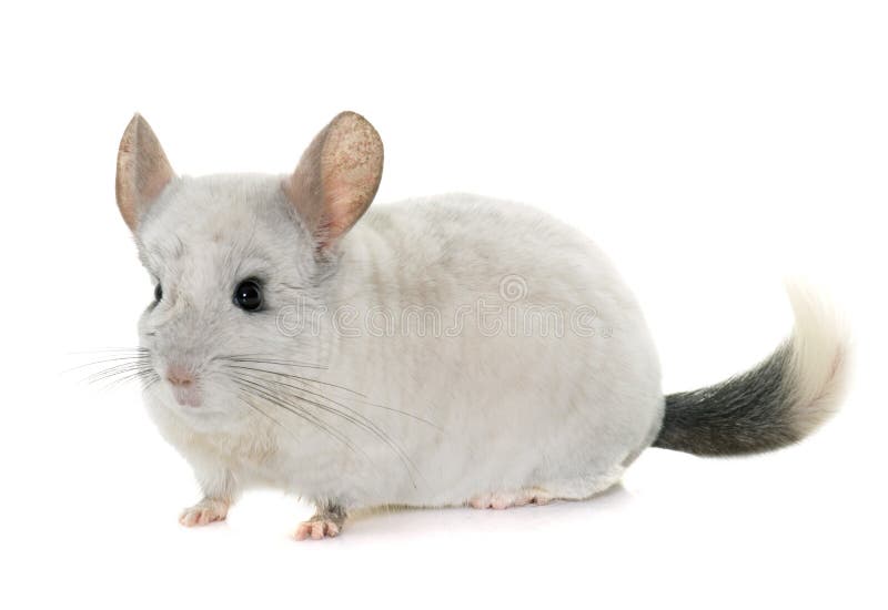 Chinchilla on hands stock image. Image of baby, pets - 69953351