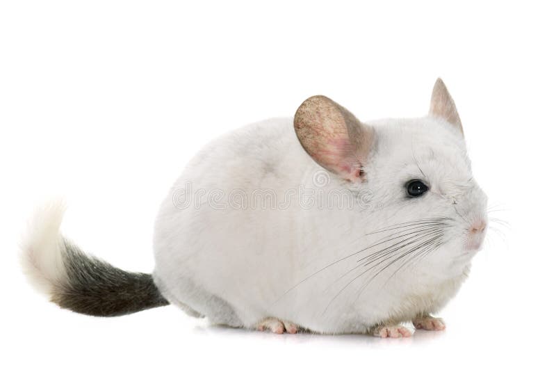 Chinchilla on hands stock image. Image of baby, pets - 69953351