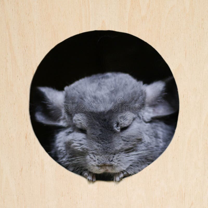 Chinchilla in the House. the Face of the Chinchilla Stock Photo - Image ...