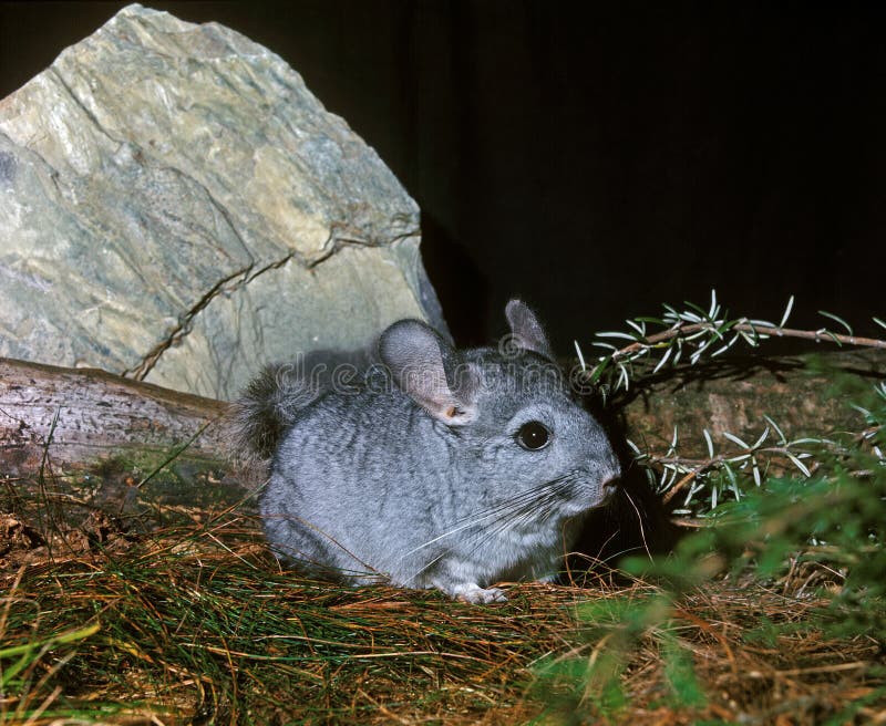 CHINCHILLA Chinchilla Laniger Stock Photo - Image of full, chile: 173817506