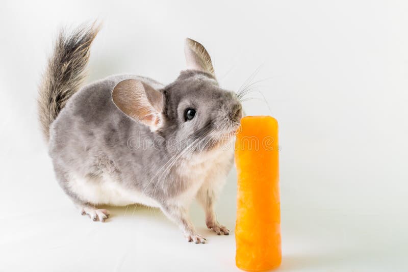 Chinchilla Orange Ice Lolly Stock Photos - Free & Royalty-Free Stock ...