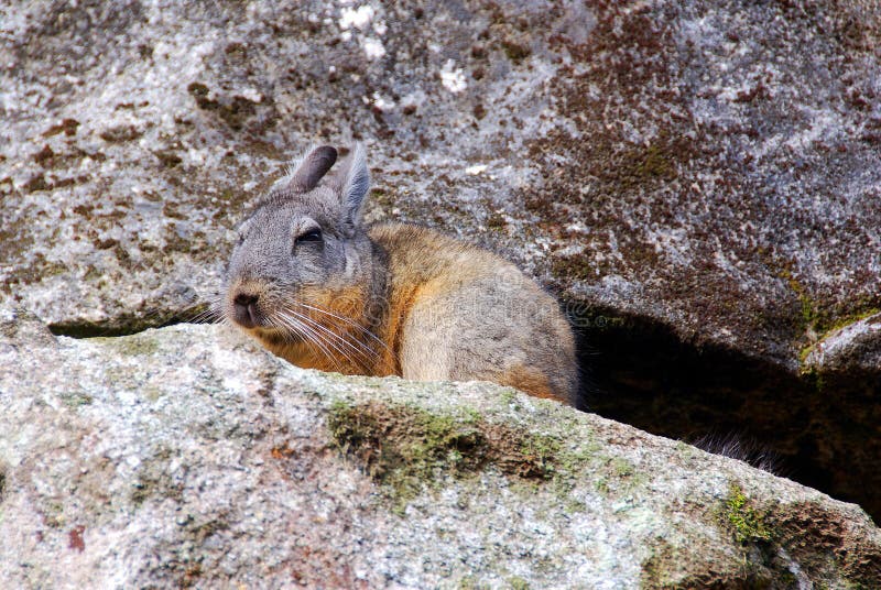 Portrait of Degu Eating Hay Stock Image - Image of paws, cute: 16757553