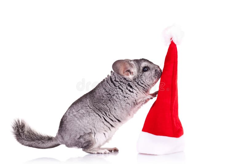 Chinchilla Playing with a Red Santa Hat Stock Image - Image of small ...