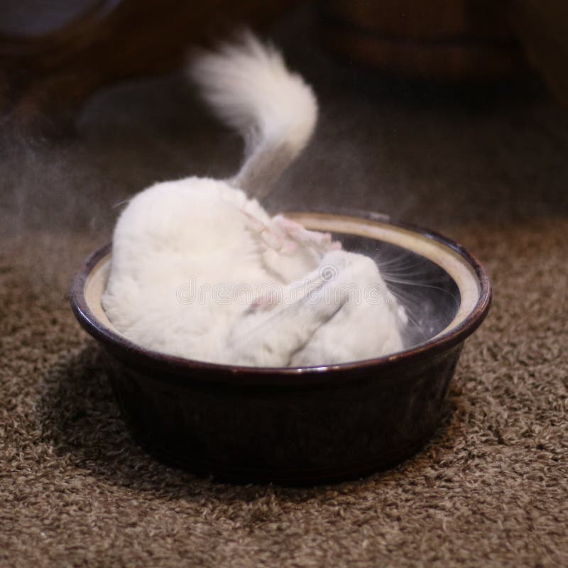 Chinchilla dust bath stock photo. Image of dust, eyes - 8677772