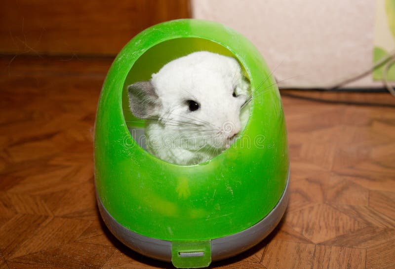 Chinchilla Sand Stock Photos - Free & Royalty-Free Stock Photos from ...