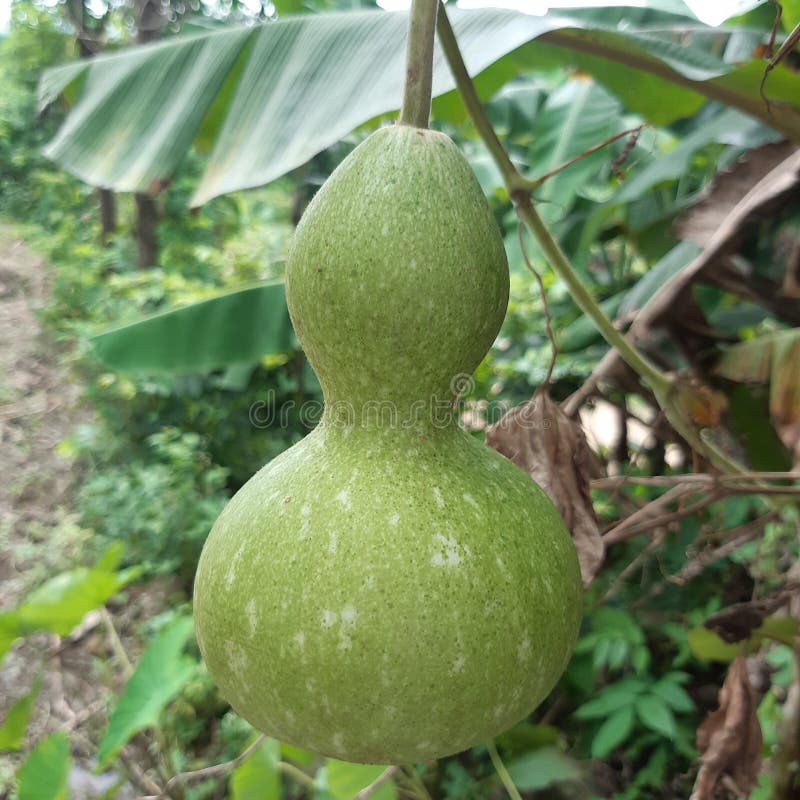 Chindo Nepali Cultural Tools Stock Image - Image of circle, cartoon ...