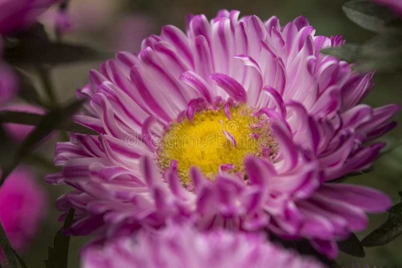 Chinensis Callistephus arkivfoto. Bild av löv, blomma - 60282102