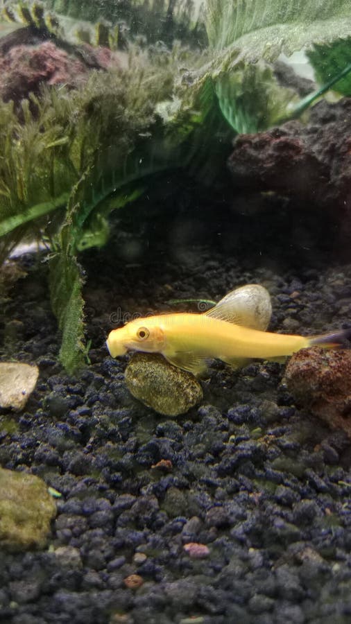 Chinese Algae Eater or Lemon Algae Eater Fish Stock Image - Image of ...