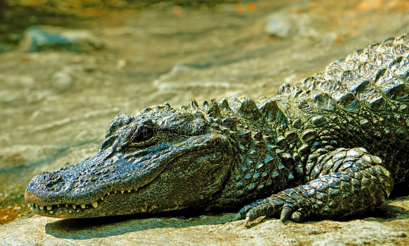 Chinese alligator stock image. Image of aggressive, reptile - 29685369