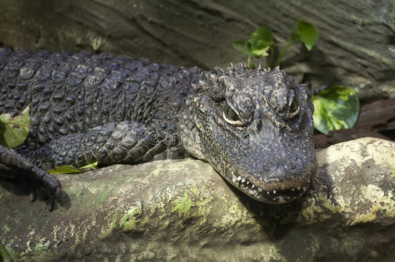 Chinese alligator stock afbeelding. Image of mond, tanden - 36684181