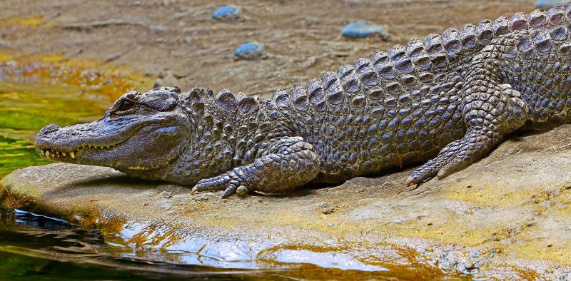 Chinese alligator stock foto. Image of schaal, huid, tand - 87713692