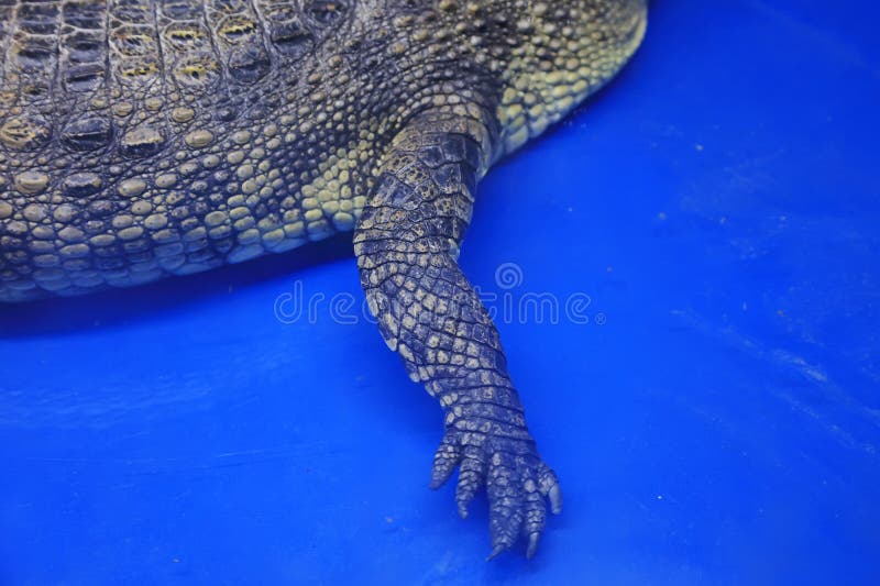 Chinese alligator claws stock image. Image of crocodile - 379951937