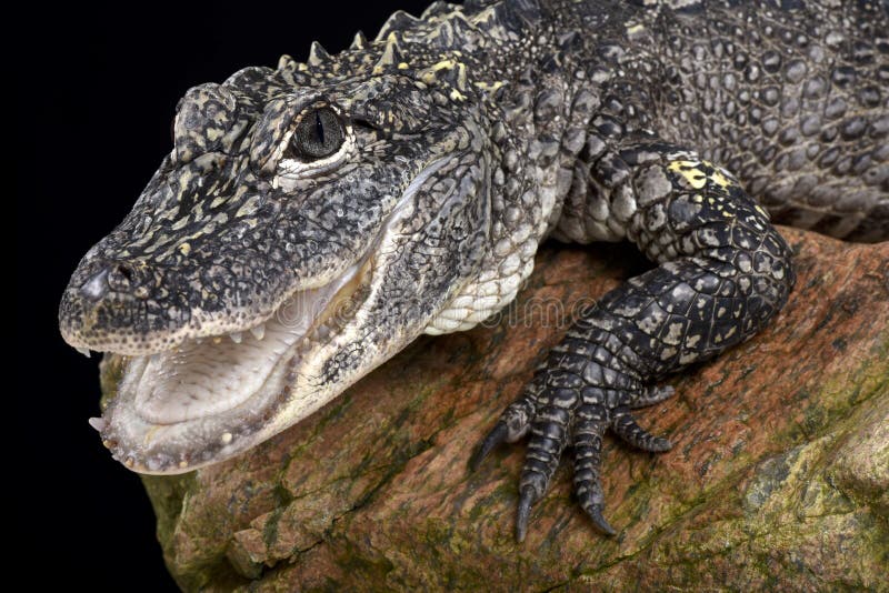 Chinese Krokodilhagedis/Shinisaurus-crocodilurus Stock Foto - Image of ...